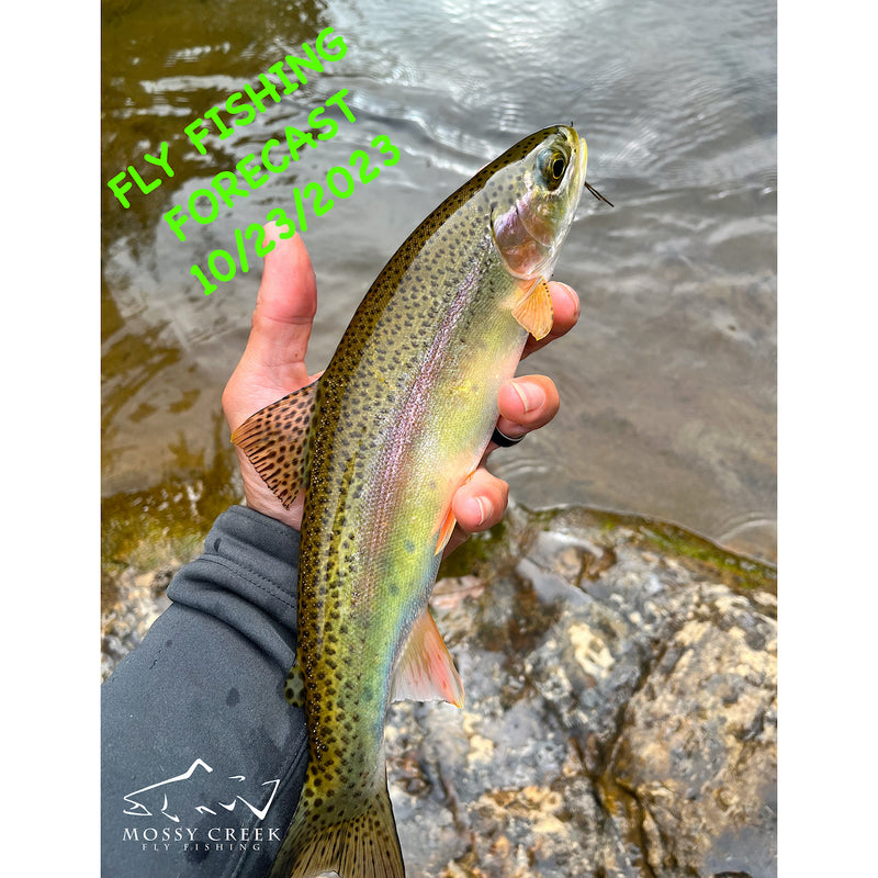 Mossy Creek Fly Fishing Foreast 10/23/2023 | Mossy Creek Fly Fishing