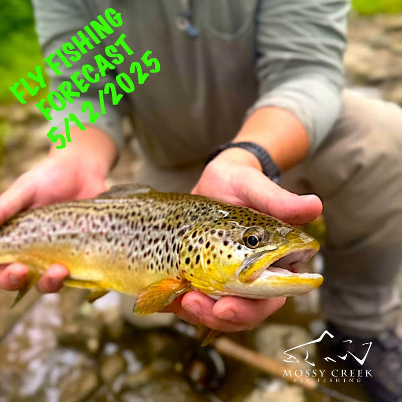 Mossy Creek Fly Fishing Forecast 5/12/2025 | Mossy Creek Fly Fishing
