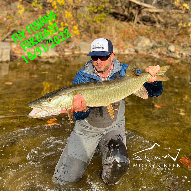 Mossy Creek Fly Fishing Forecast 10/31/2022 | Mossy Creek Fly Fishing